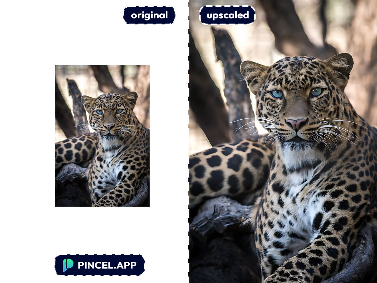 Increase Photo Size and Quality Using AI